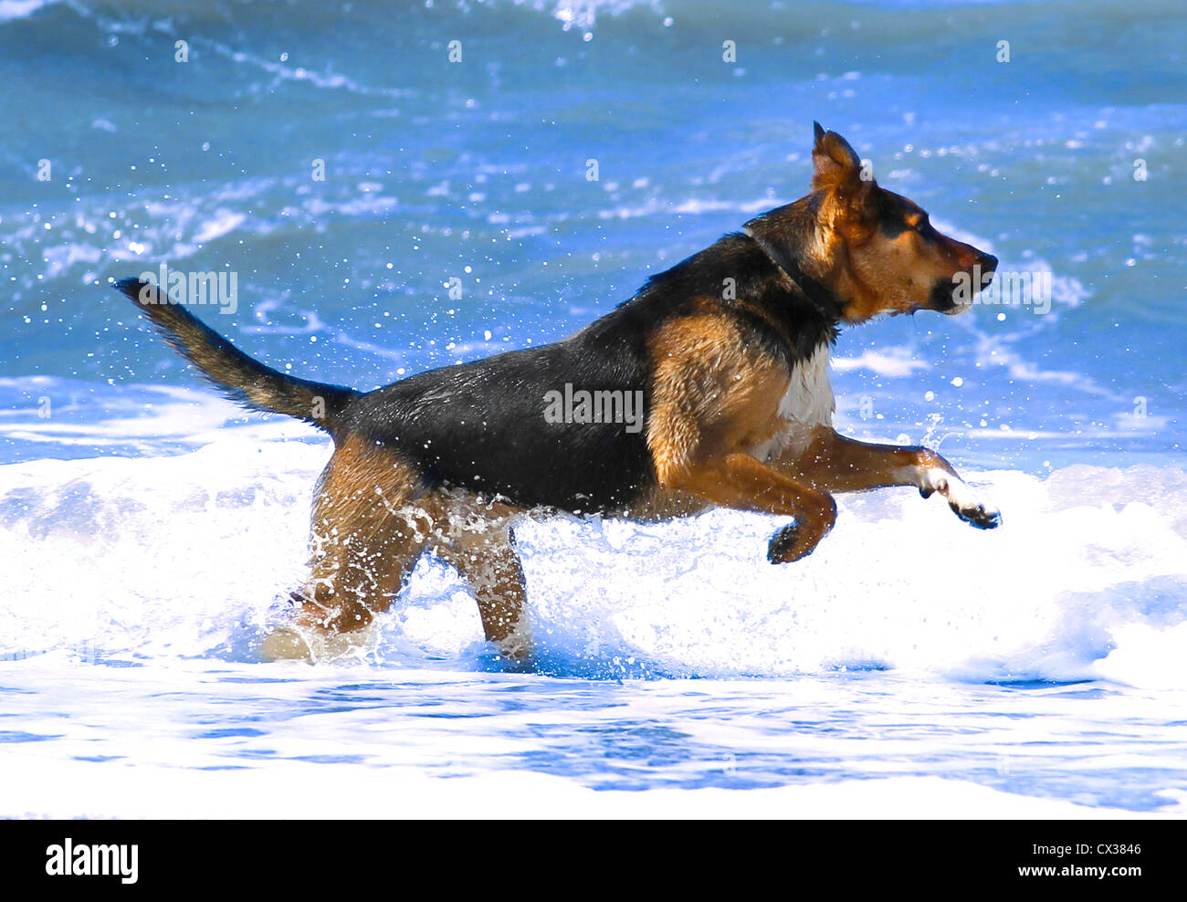 Dog splashing sea waves hi-res stock photography and images - Alamy