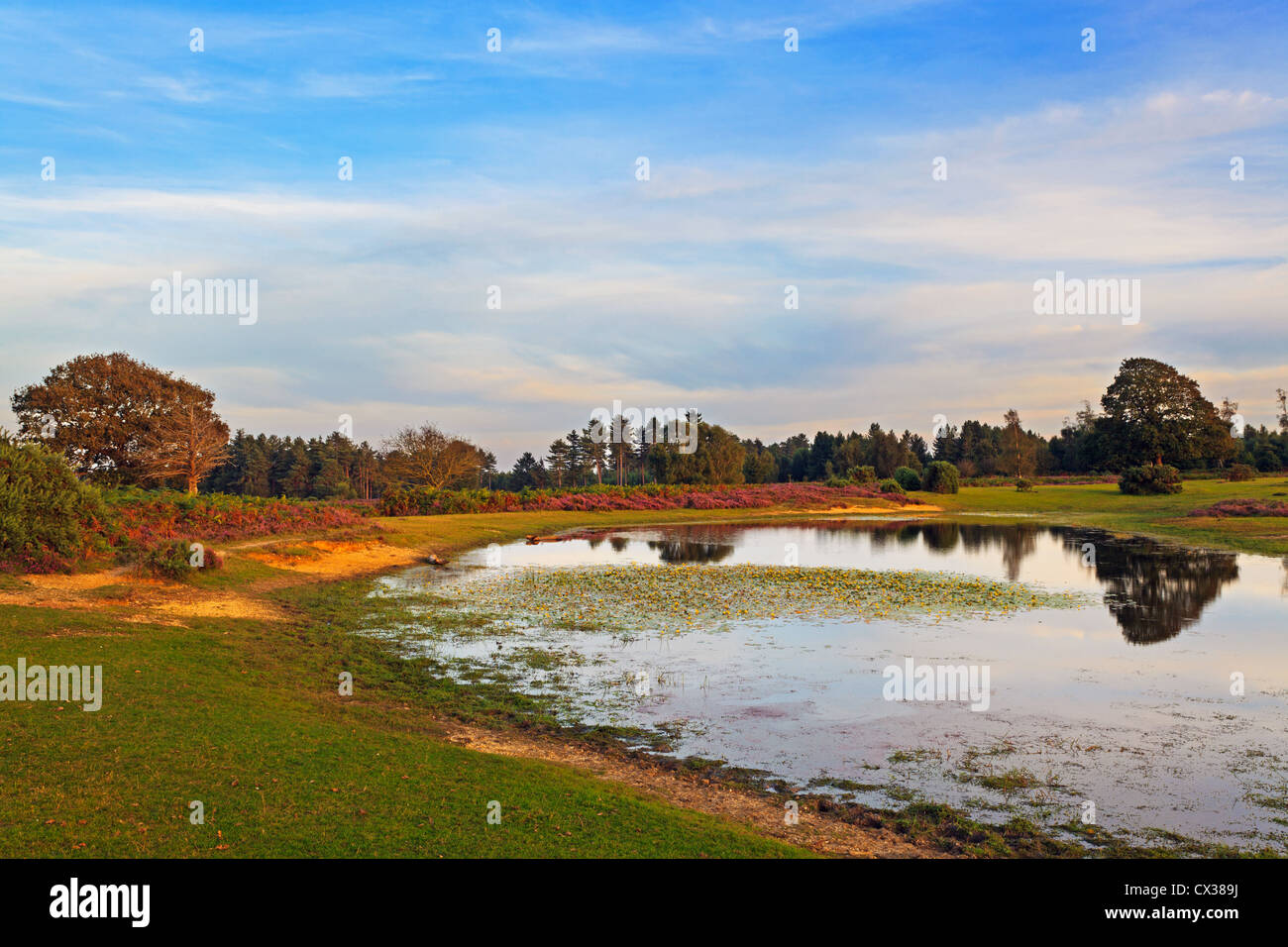 New england trees hi-res stock photography and images - Alamy