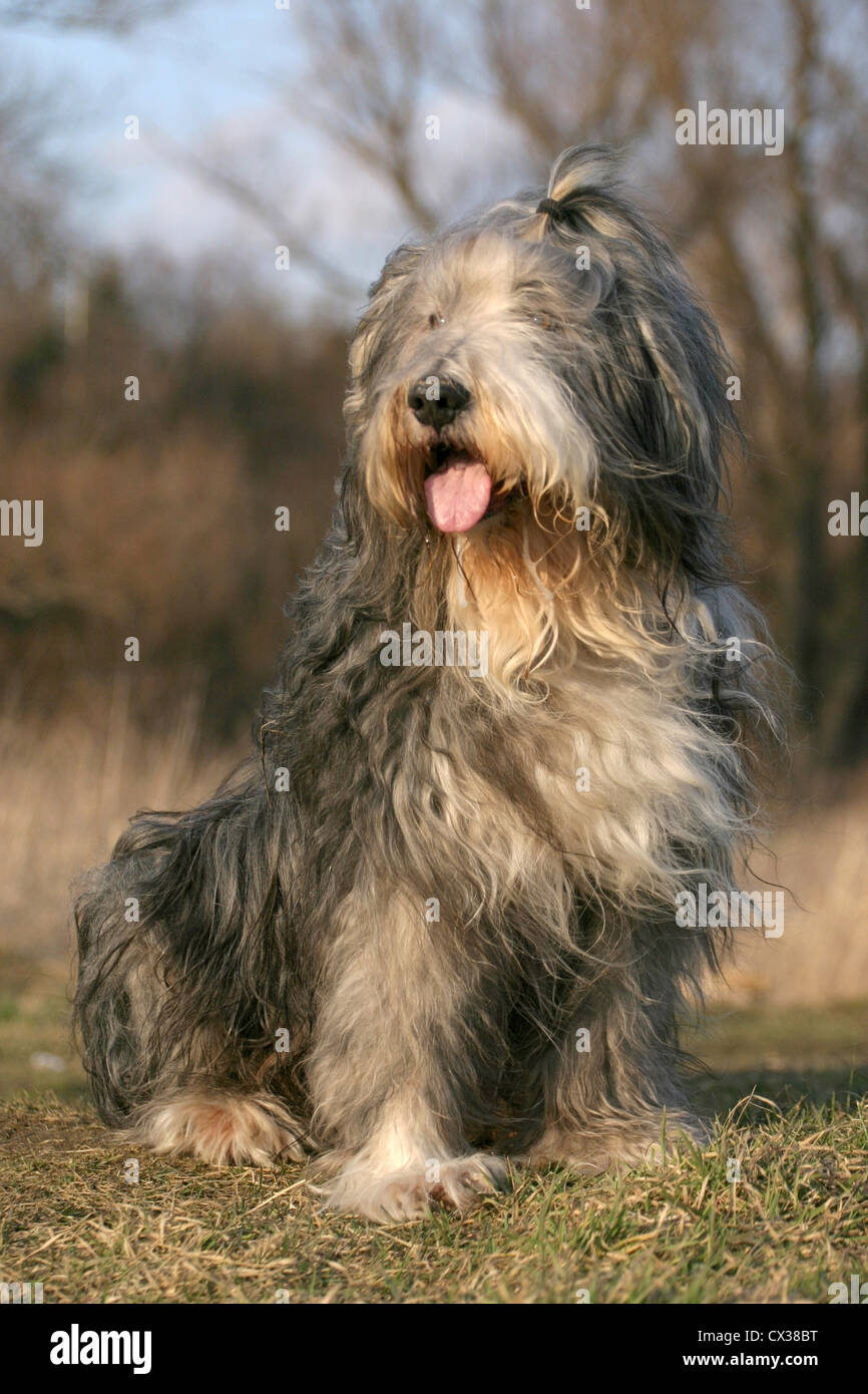 Grey white bearded collie sitting hi-res stock photography and images ...