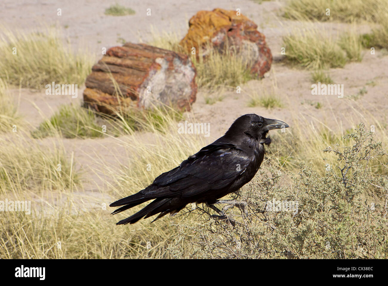 Raven in desert hi-res stock photography and images - Alamy
