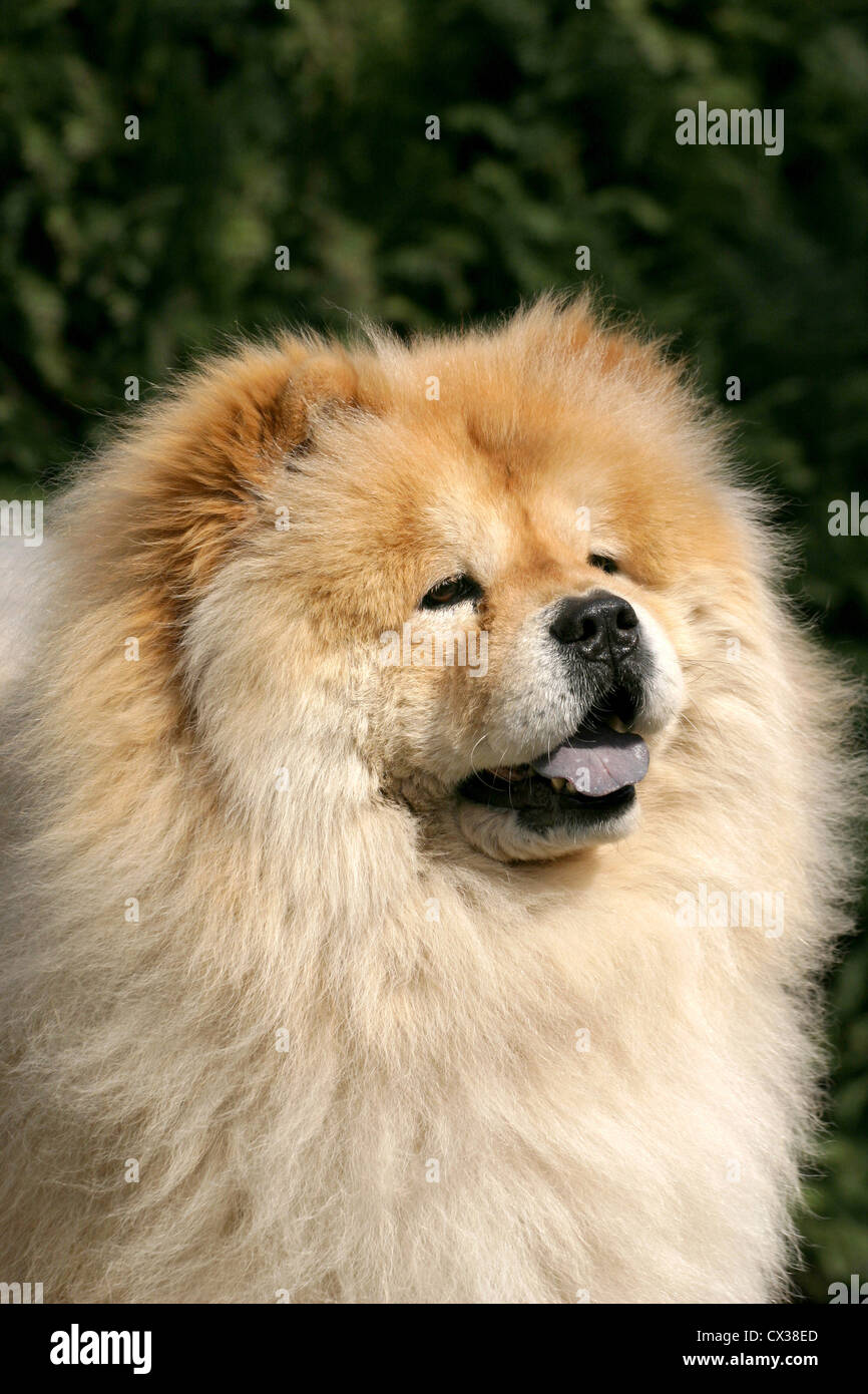 Chow chow tongue hi-res stock photography and images - Alamy