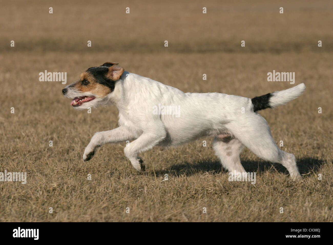 Parson Russell Terrier Stock Photo - Alamy