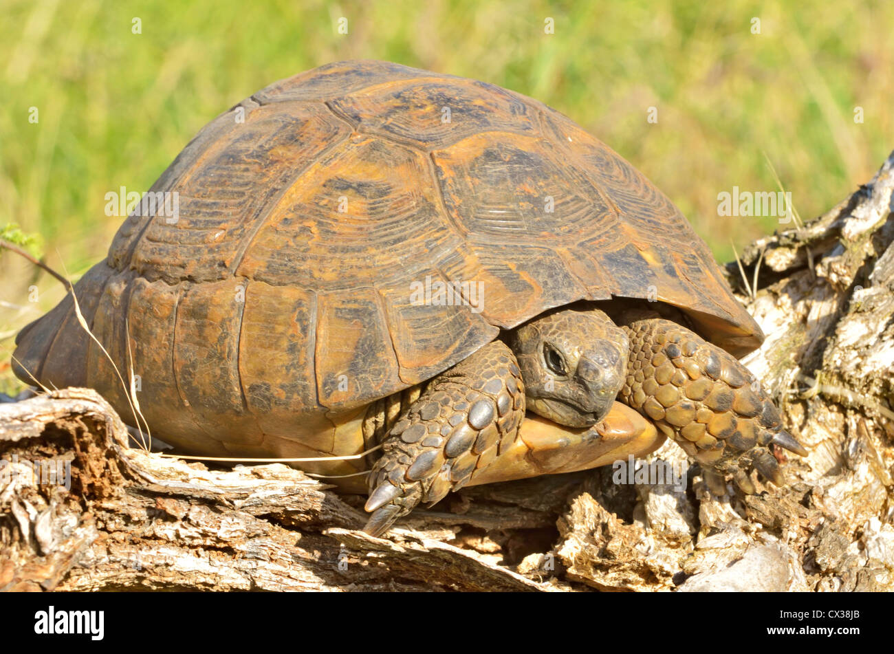 Turtle legs hi-res stock photography and images - Alamy