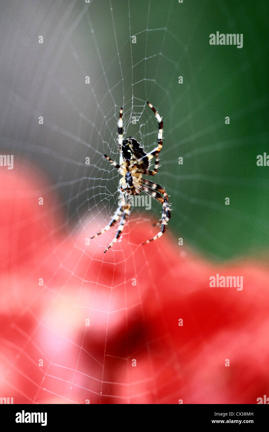 Eight Legged Spider High Resolution Stock Photography and Images - Alamy