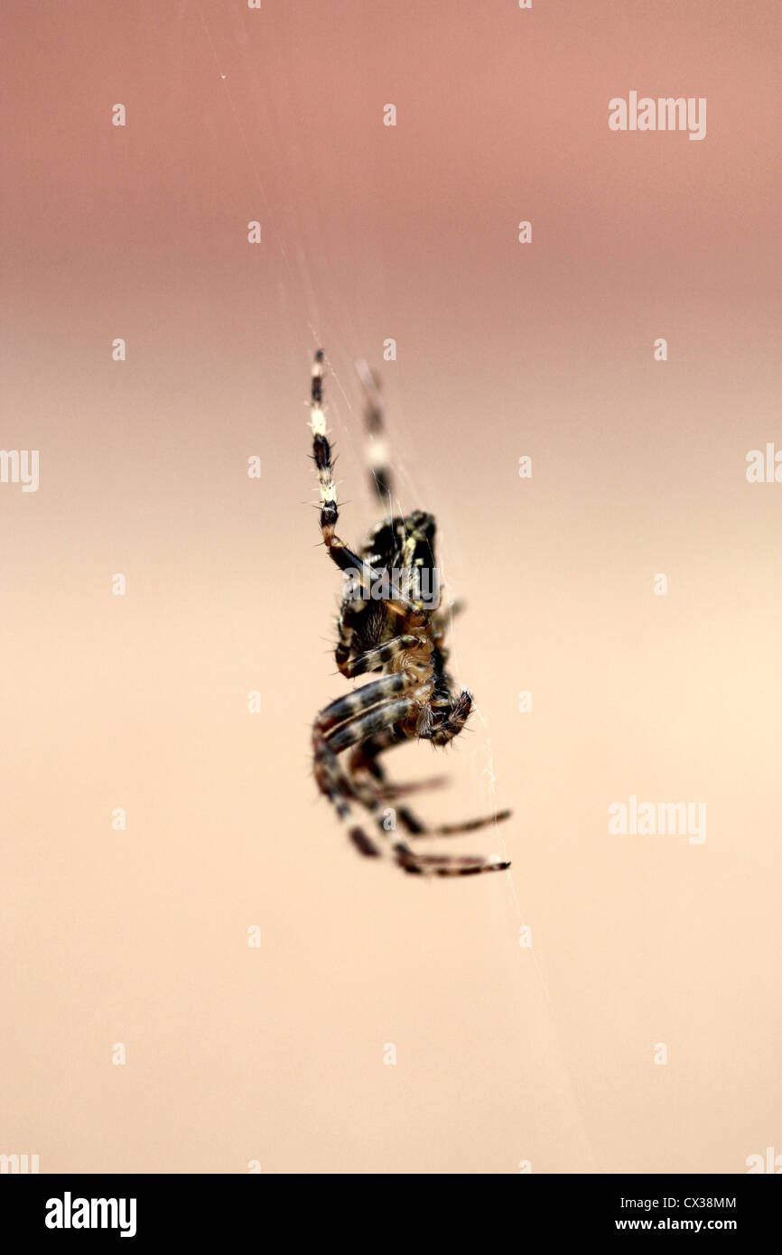 Eight legged spider hi-res stock photography and images - Alamy