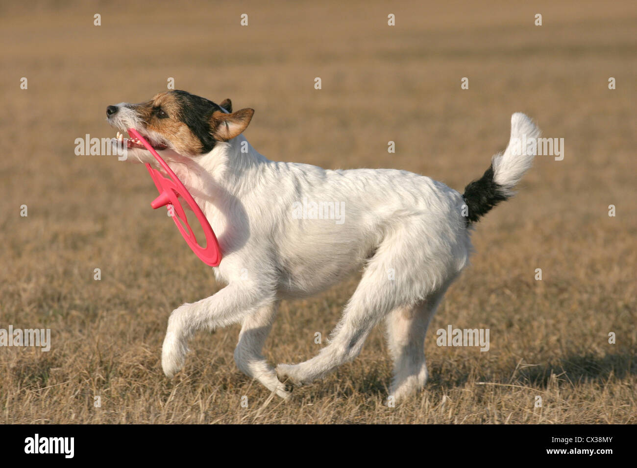 Parson Russell Terrier Stock Photo - Alamy