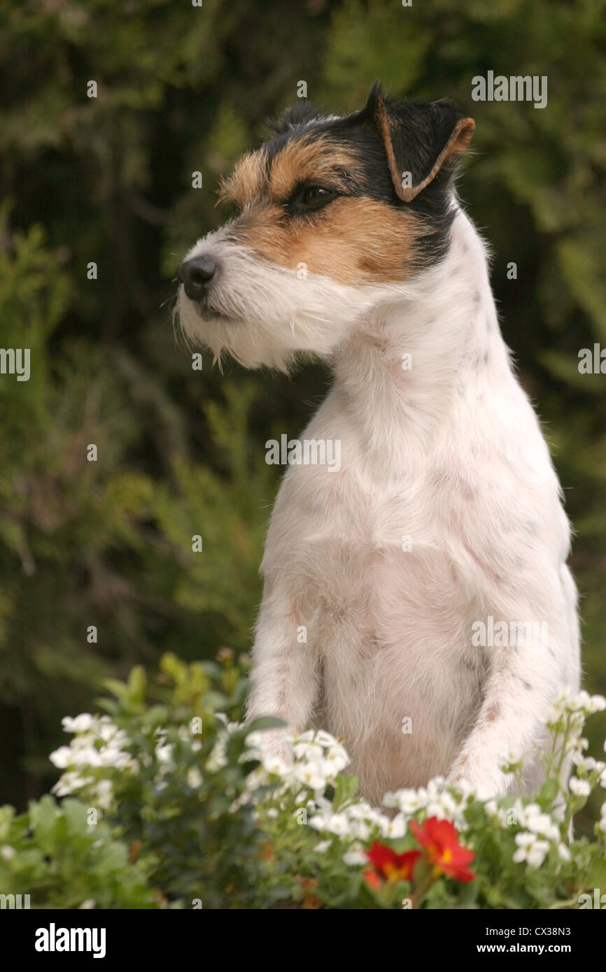 Parson Russell Terrier Stock Photo - Alamy