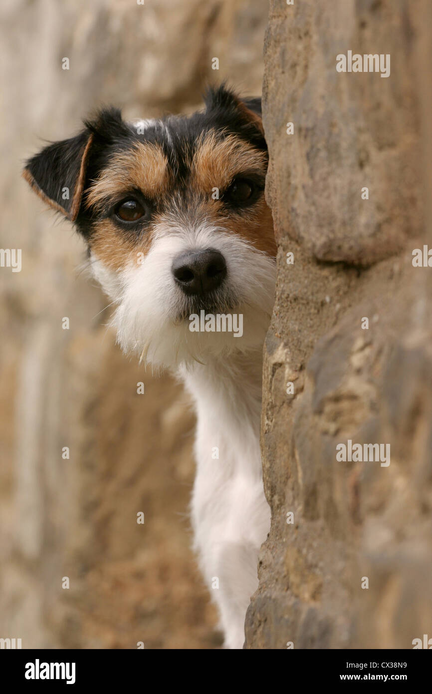 Parson Russell Terrier Stock Photo - Alamy