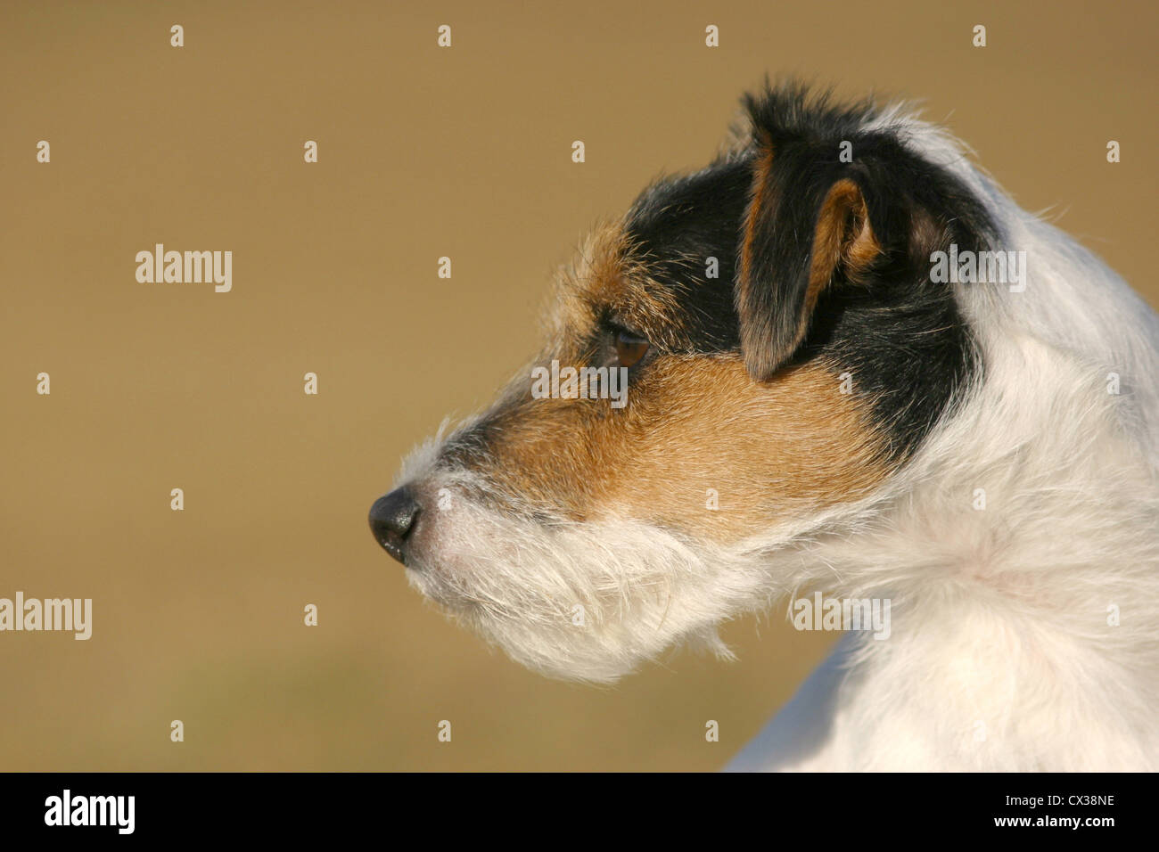 Parson Russell Terrier Stock Photo - Alamy