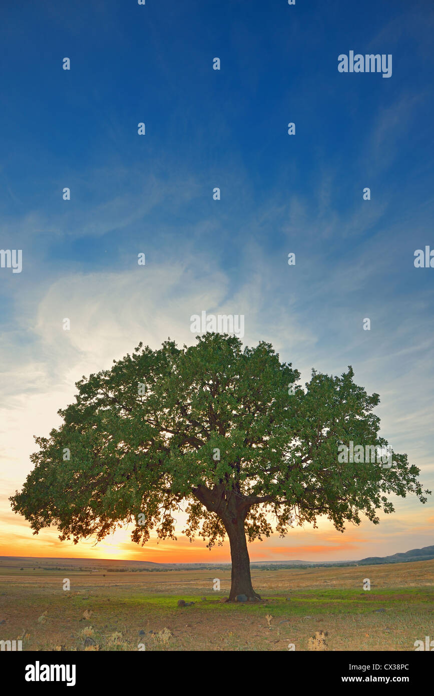 tree on field Stock Photo - Alamy