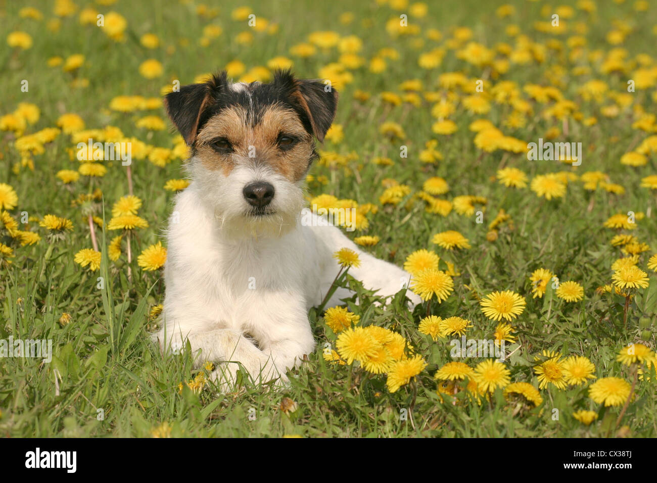 Parson Russell Terrier Stock Photo - Alamy