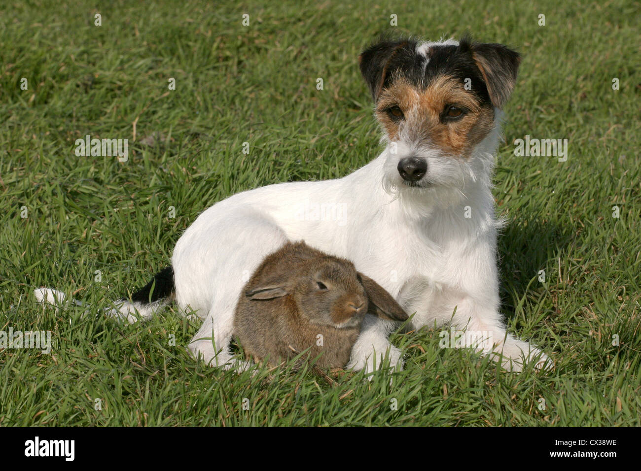 dog & rabbit Stock Photo - Alamy