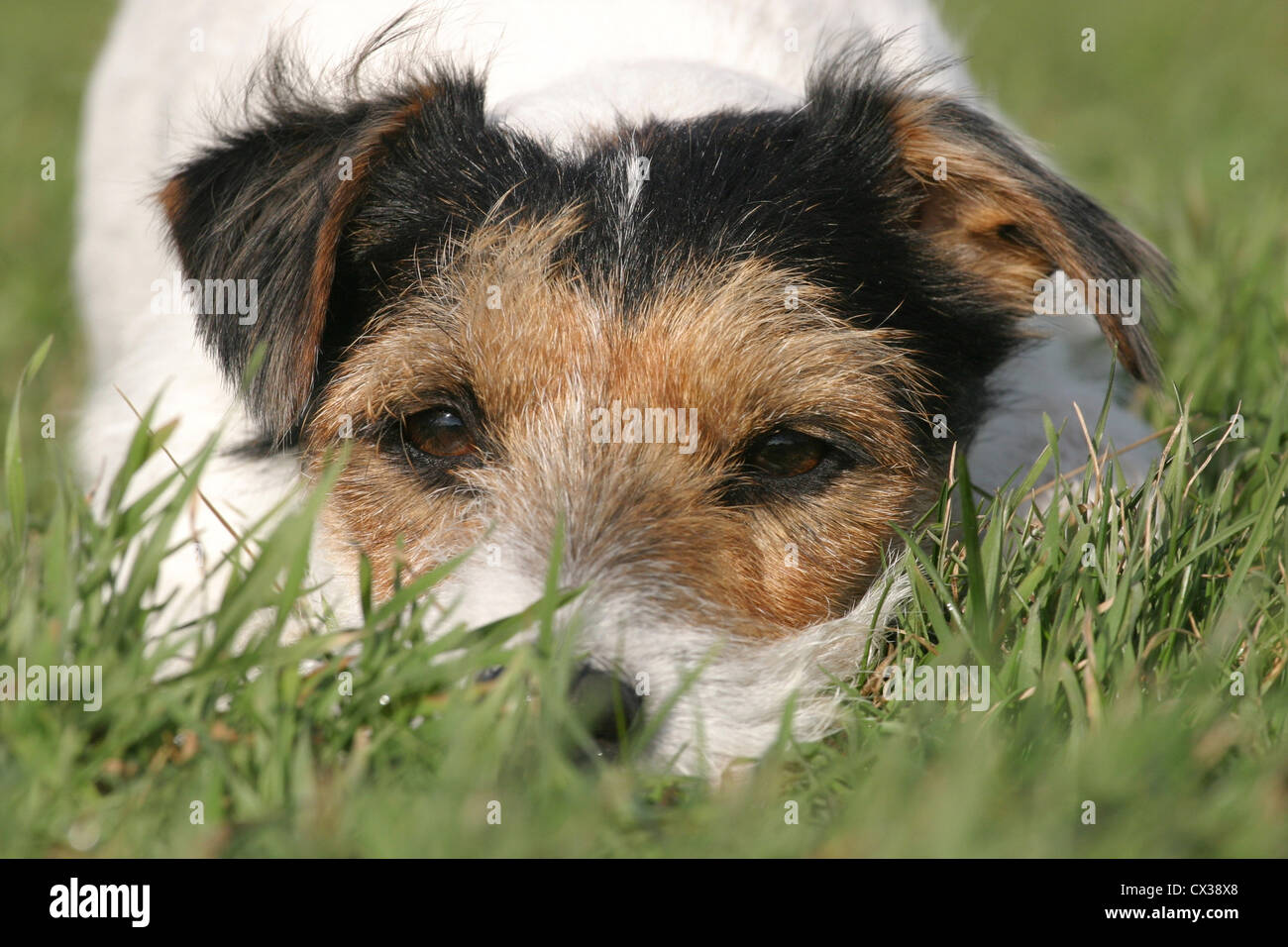 Parson Russell Terrier Stock Photo - Alamy