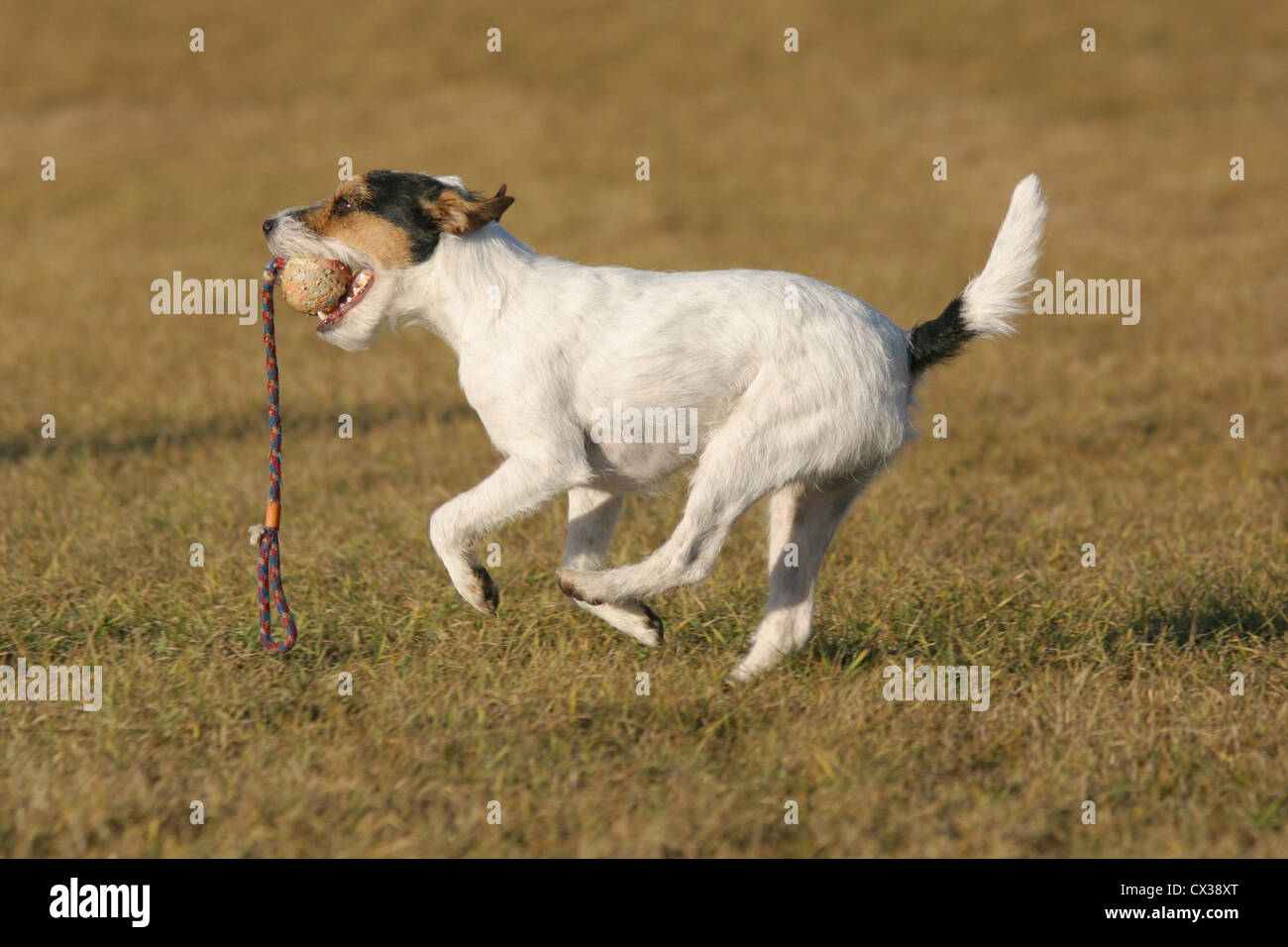 Parson Russell Terrier Stock Photo - Alamy
