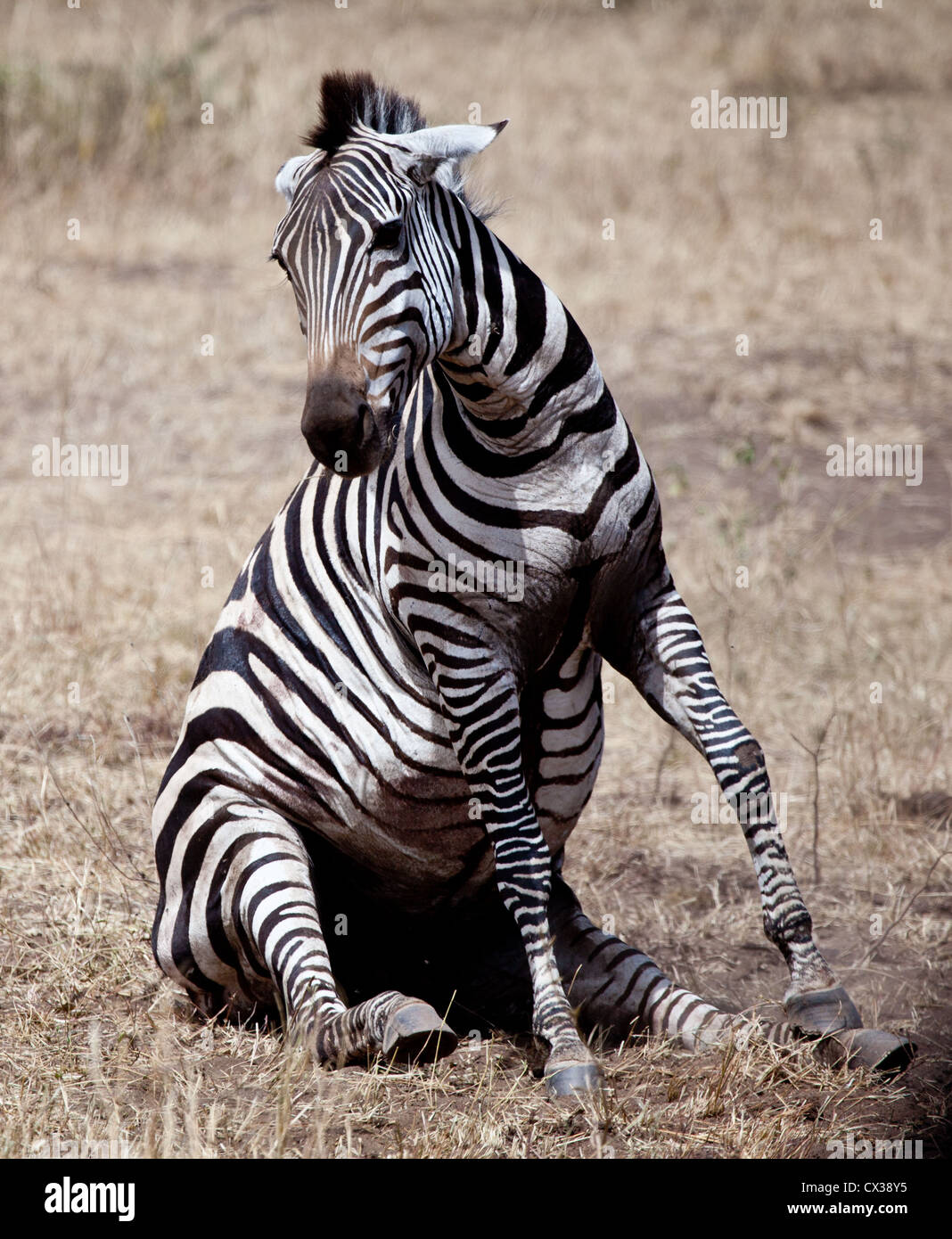 A female Zebra struggles to give birth. Likely a still born foal ...