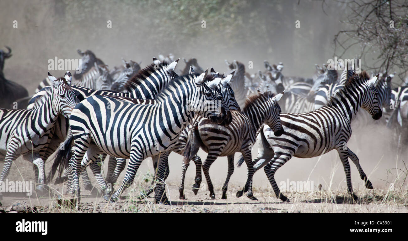 Wildebeest during migration in serengeti hi-res stock photography and ...