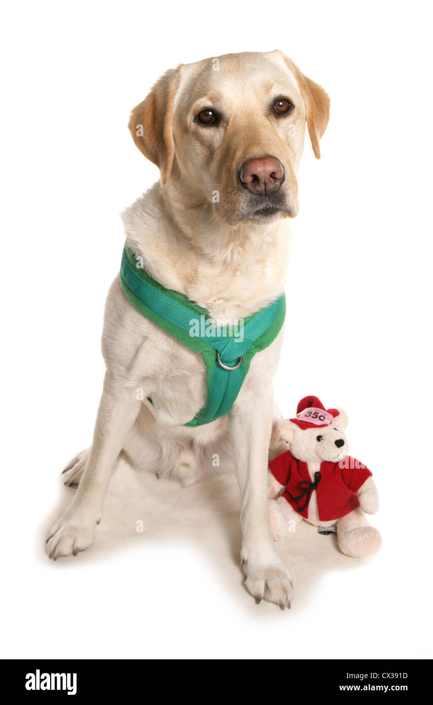 Labrador retriever with harness hi-res stock photography and images - Alamy