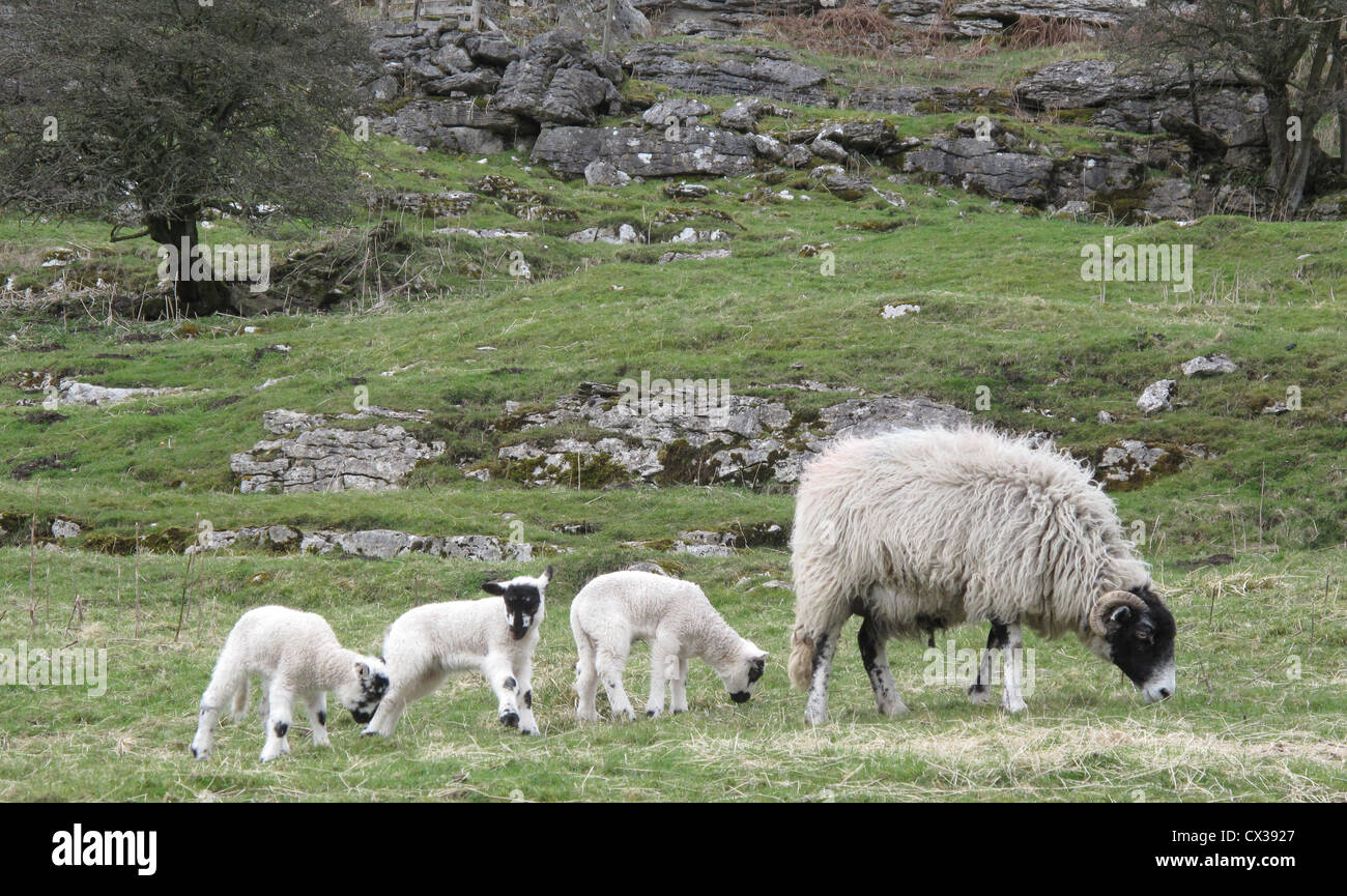 Lambs following mother hi-res stock photography and images - Alamy
