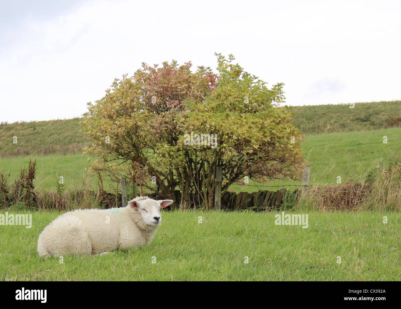 Oxspring sheep hi-res stock photography and images - Alamy