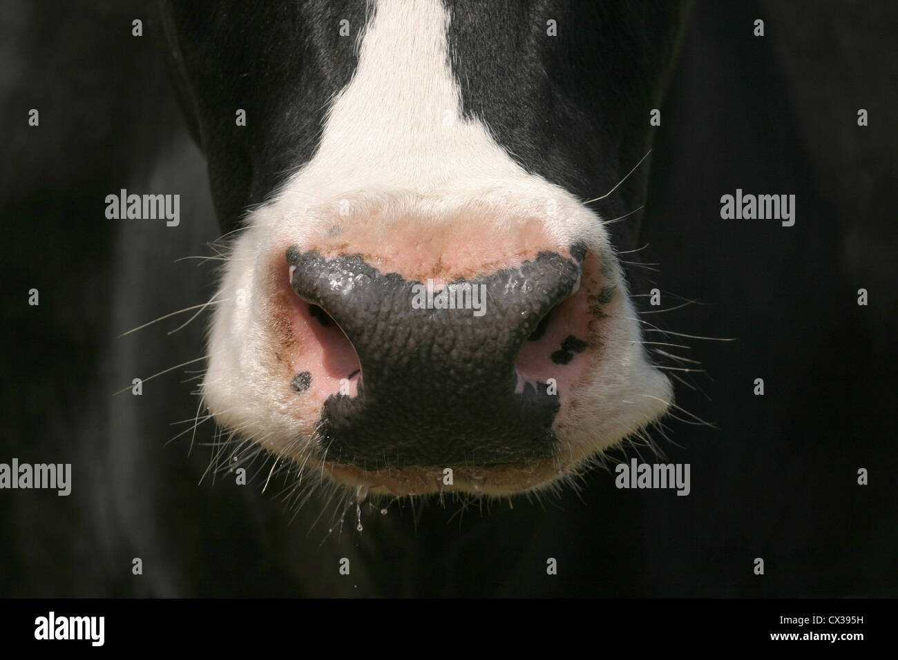 Cows nose details hi-res stock photography and images - Alamy