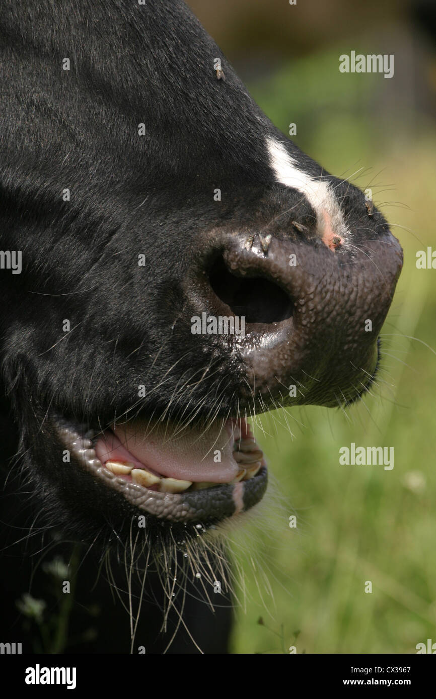 Mouth cattle hi-res stock photography and images - Alamy