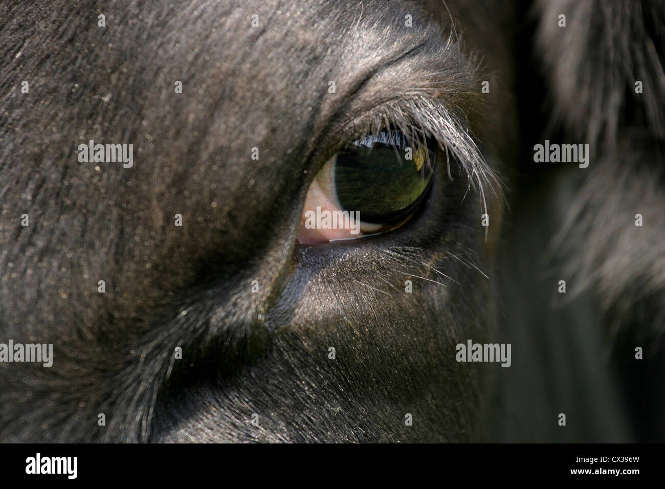 Friesian cow eye hi-res stock photography and images - Alamy