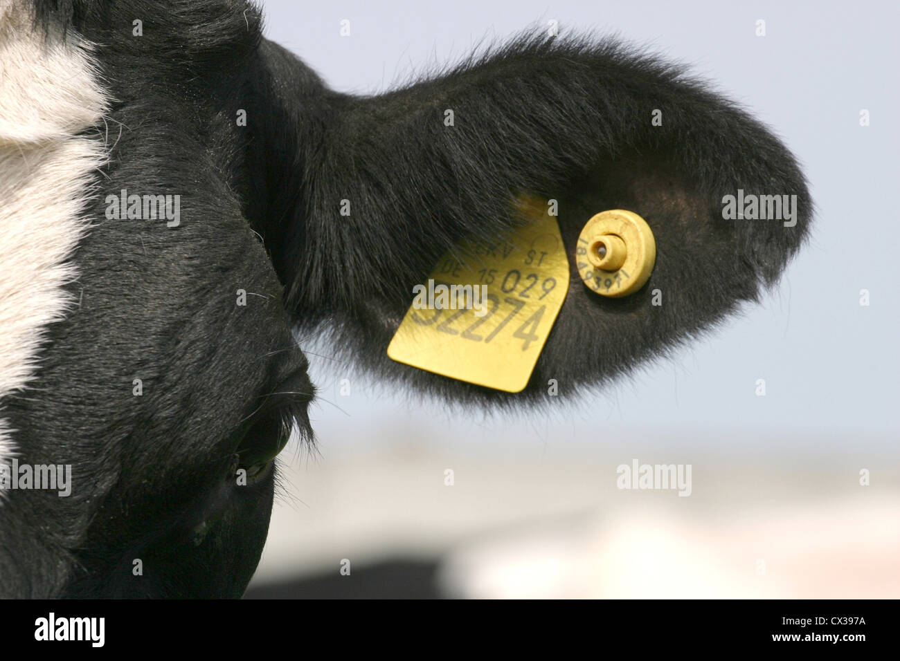 Friesian cow sun hi-res stock photography and images - Alamy