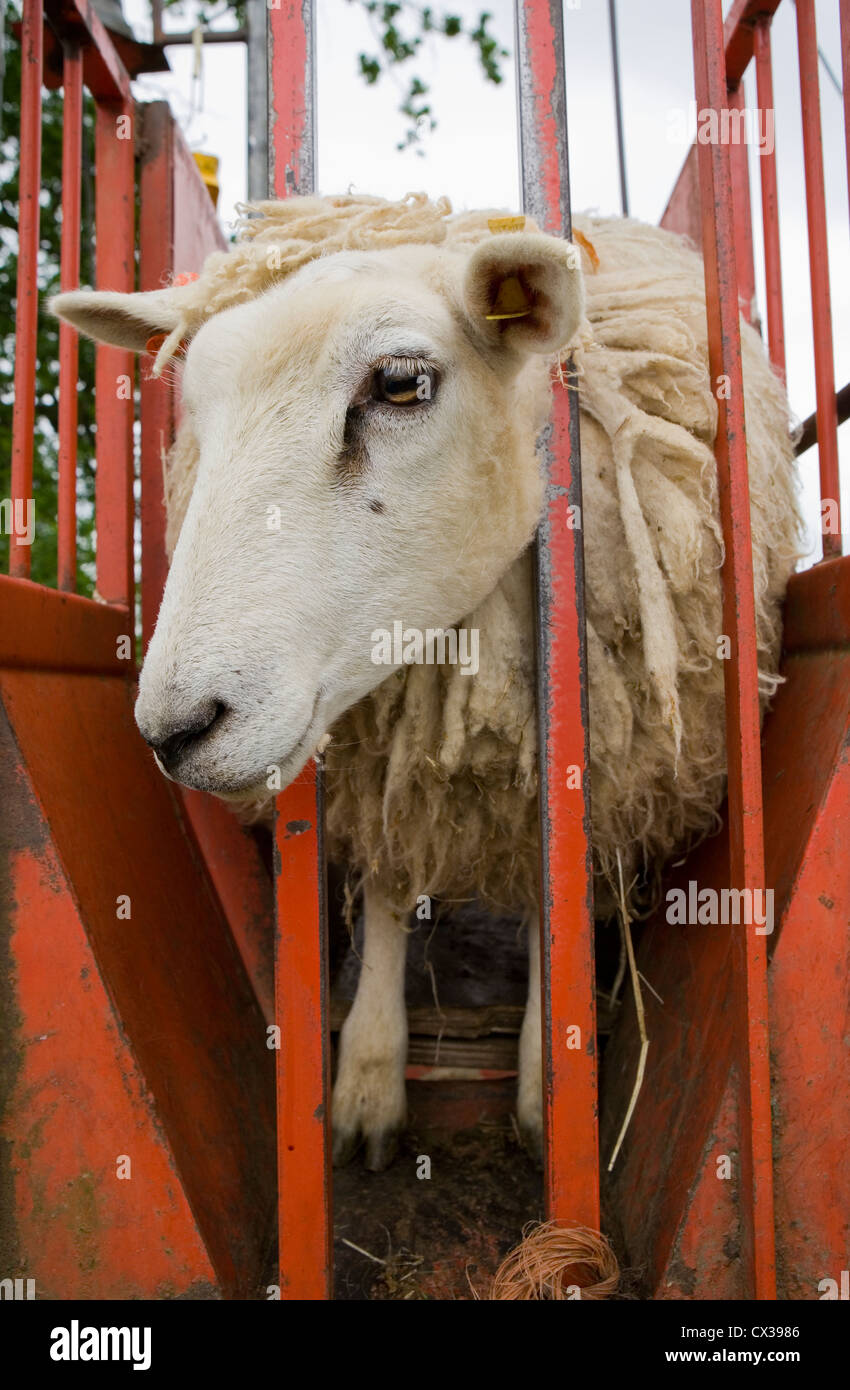 Sheep lorry hi-res stock photography and images - Alamy