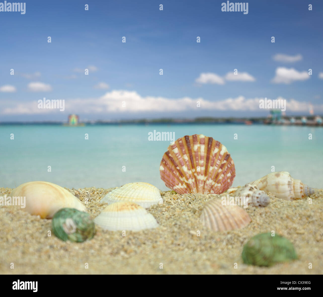 Crustacean beach scene hi-res stock photography and images - Alamy