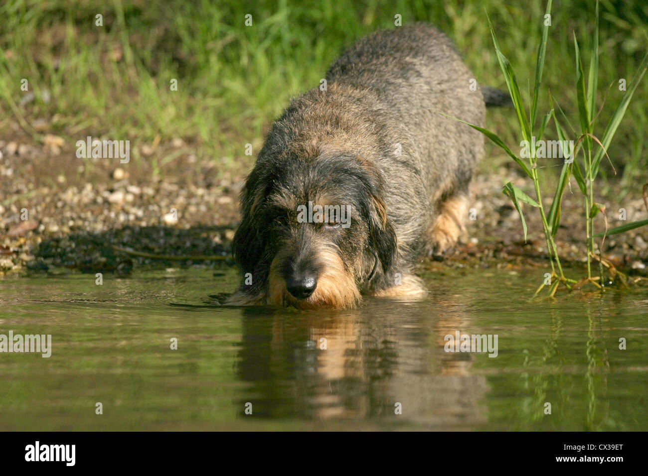 Teckel hunting hi-res stock photography and images - Alamy