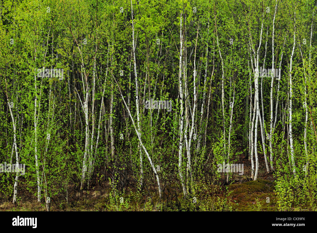 White birches hi-res stock photography and images - Alamy