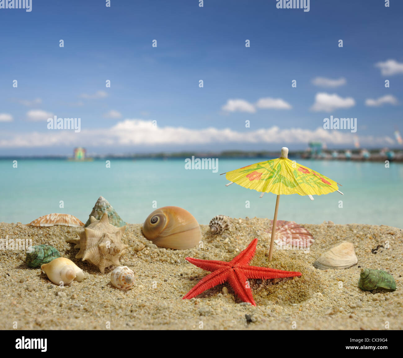 Beach scene shells starfish hi-res stock photography and images - Alamy