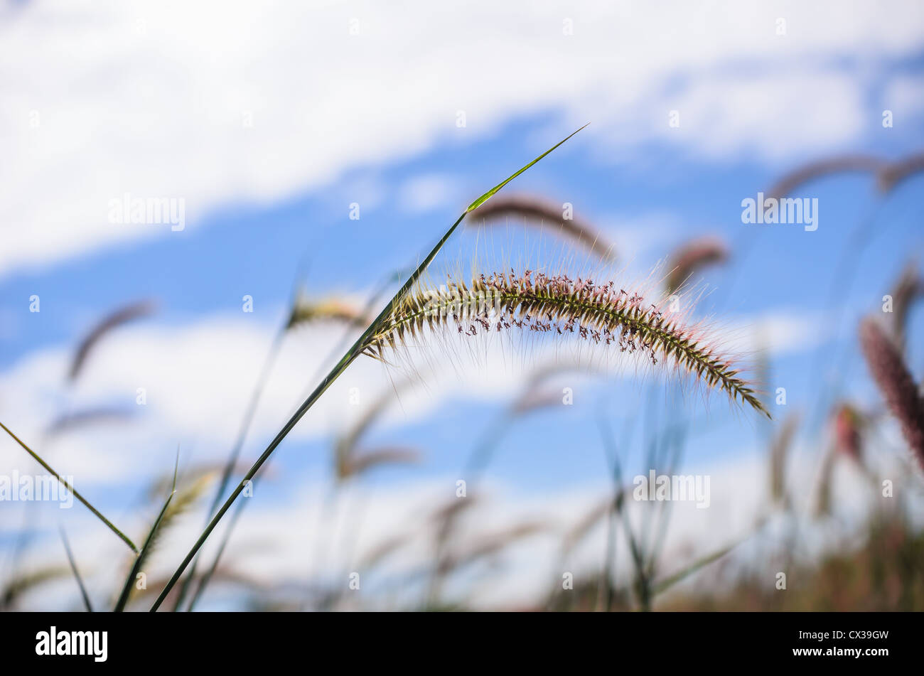 Flower foxtail weed in the green nature Stock Photo - Alamy