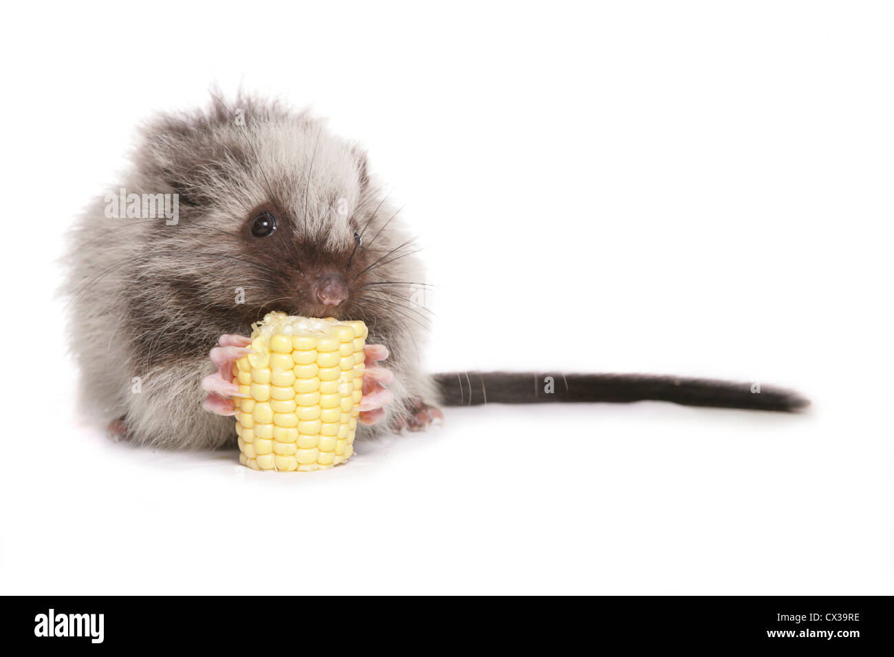 Northern Luzon Giant Cloud Rat Phloeomys pallidus Single juvenille with ...