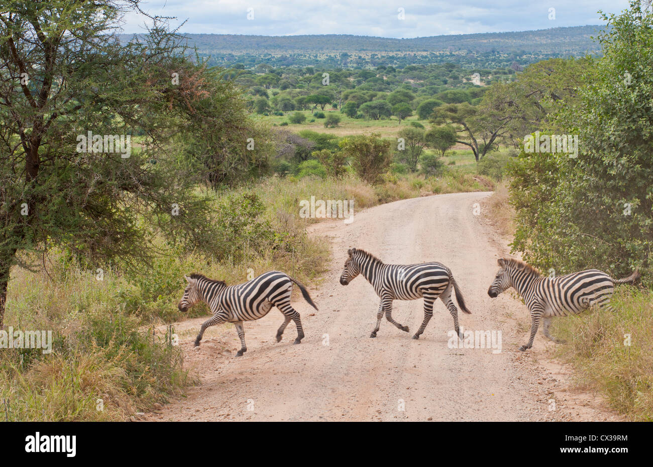 Zebras crossing road jungle hi-res stock photography and images - Alamy