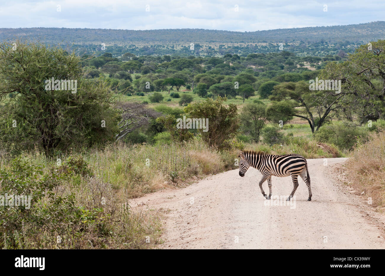 Tanzania Africa Tanangire National Park with zebras crossing road in ...