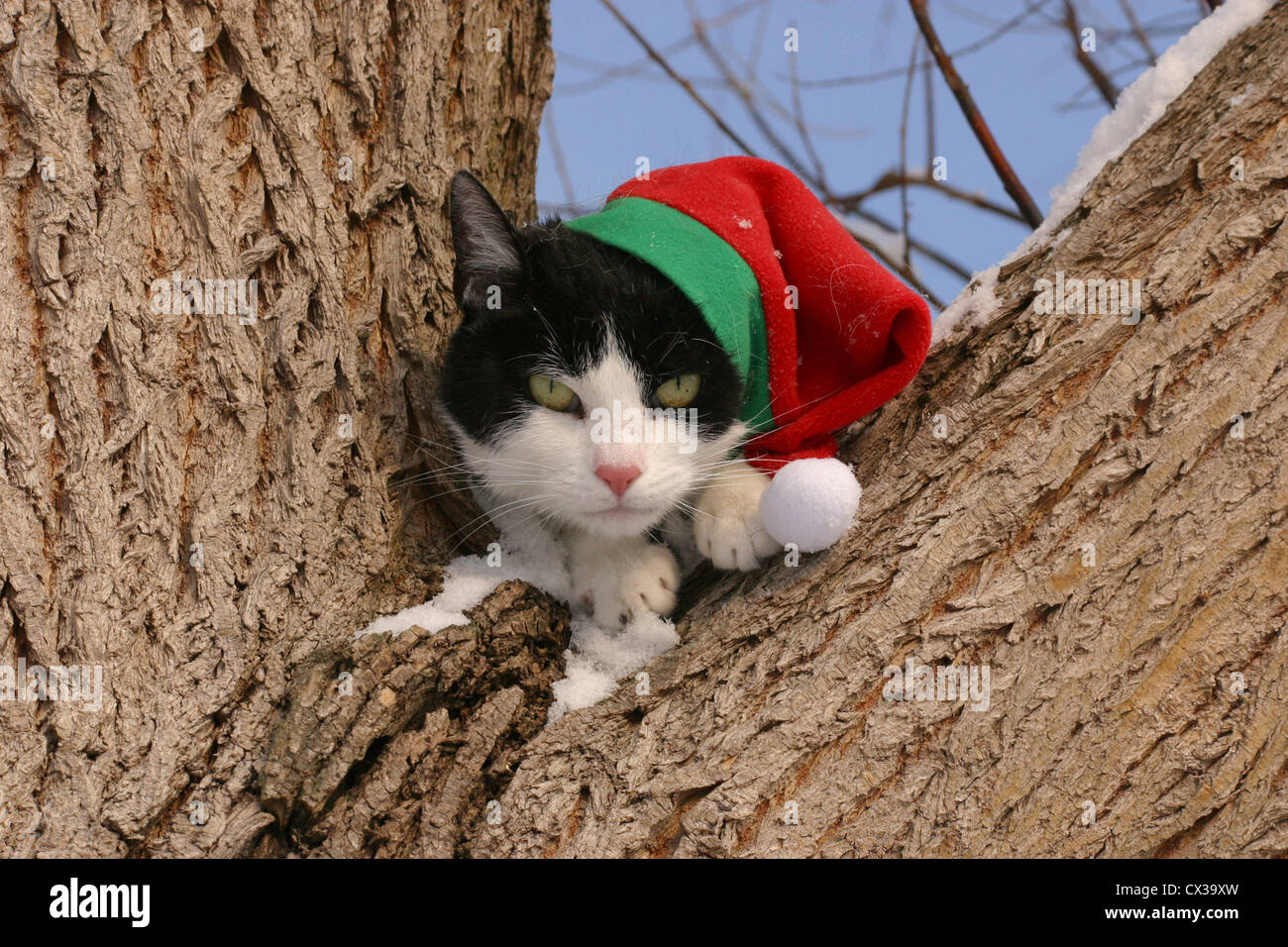 Cat caps hi-res stock photography and images - Alamy