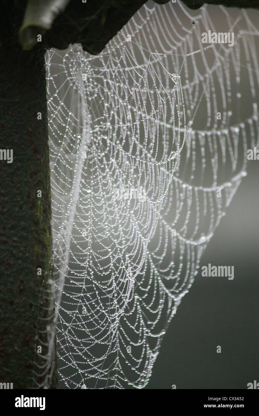 Cob design hi-res stock photography and images - Alamy