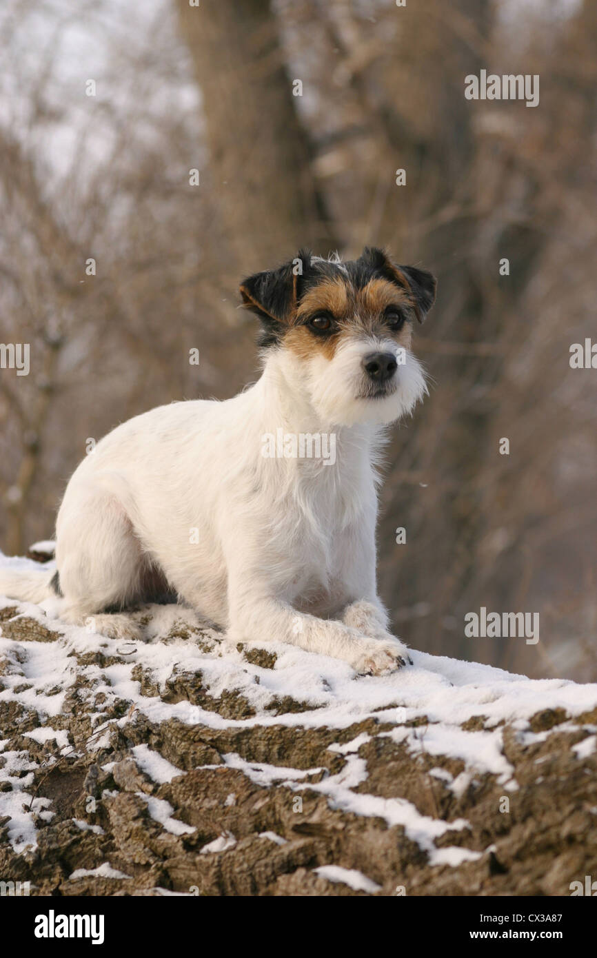 Parson Russell Terrier Stock Photo - Alamy