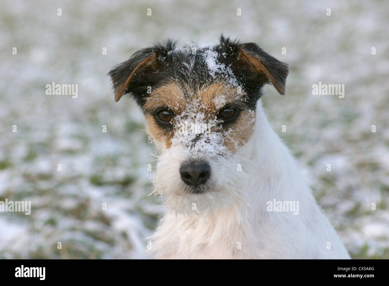 Parson Russell Terrier Stock Photo - Alamy