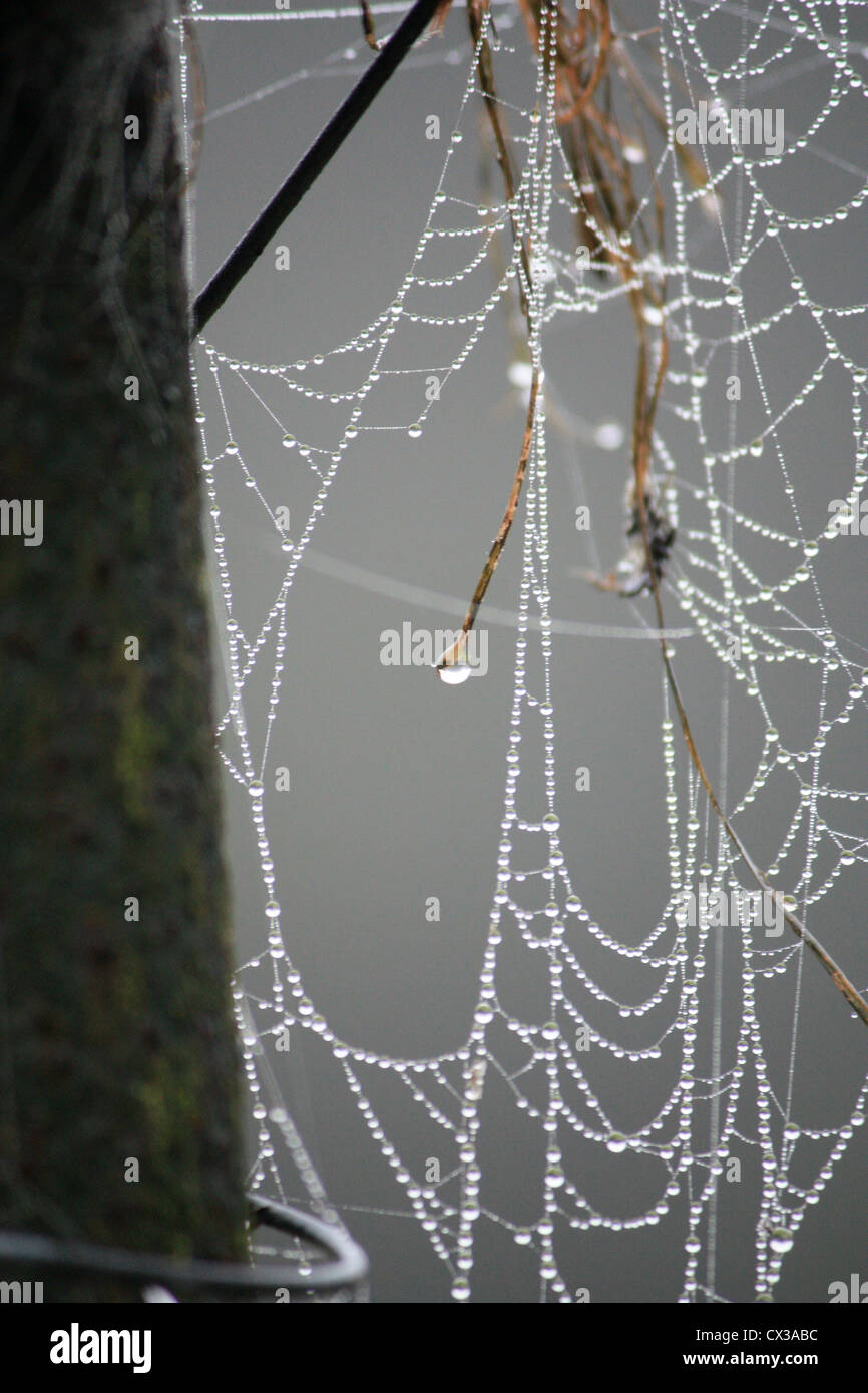 Cob design hi-res stock photography and images - Alamy