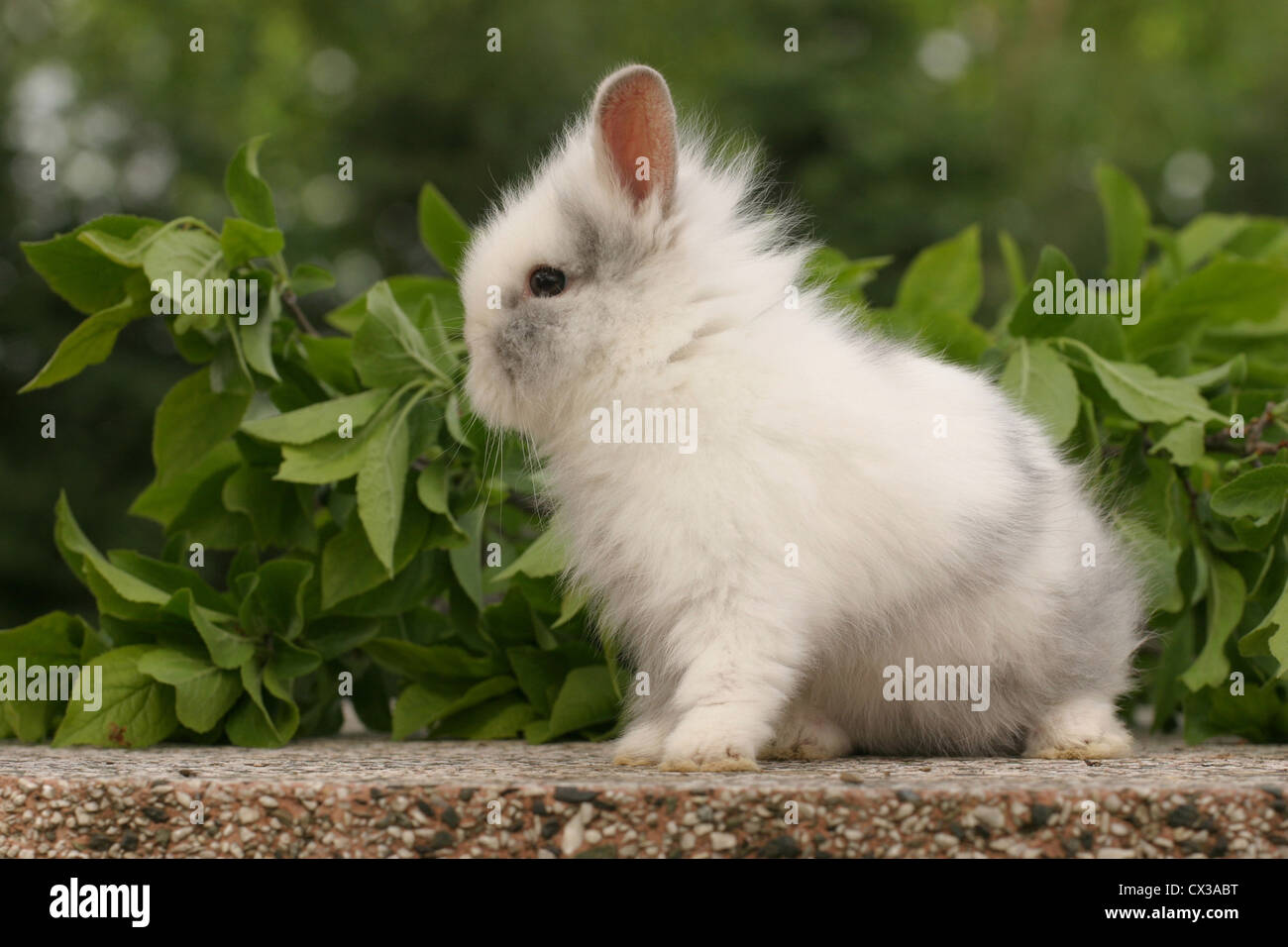 Bush bunny hi-res stock photography and images - Alamy