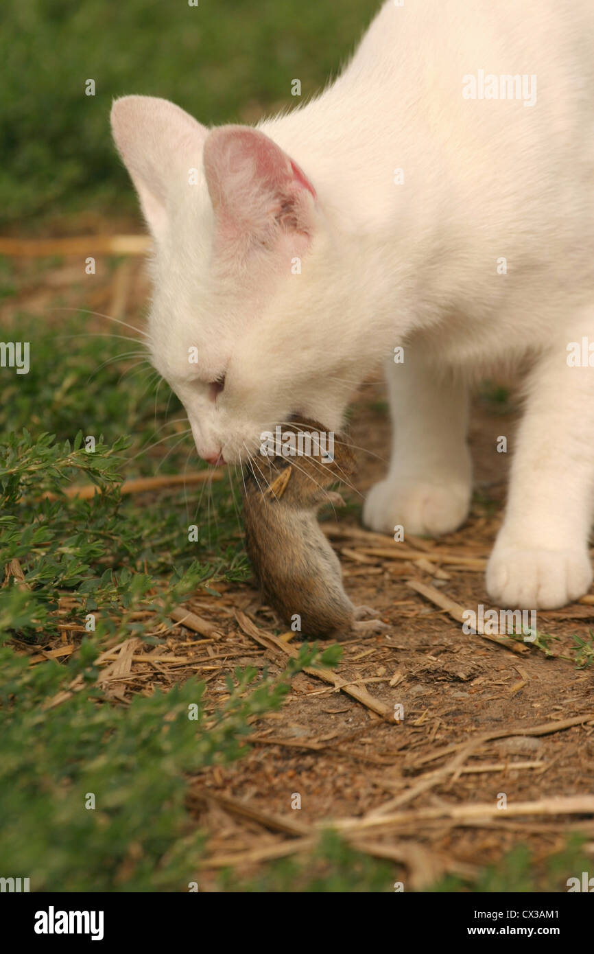 domestic cat with prey Stock Photo - Alamy