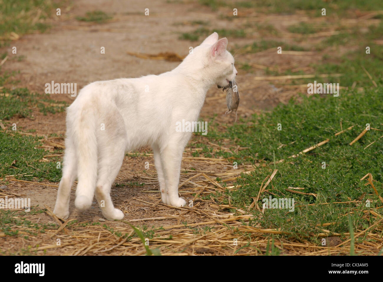 domestic cat with prey Stock Photo - Alamy