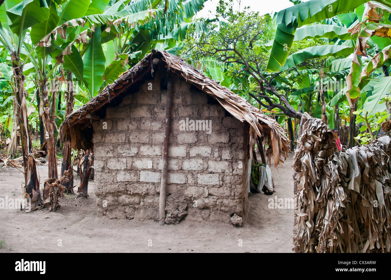Tanzania Africa Mosquito Village Mto Wa Mbu town village with bananas ...