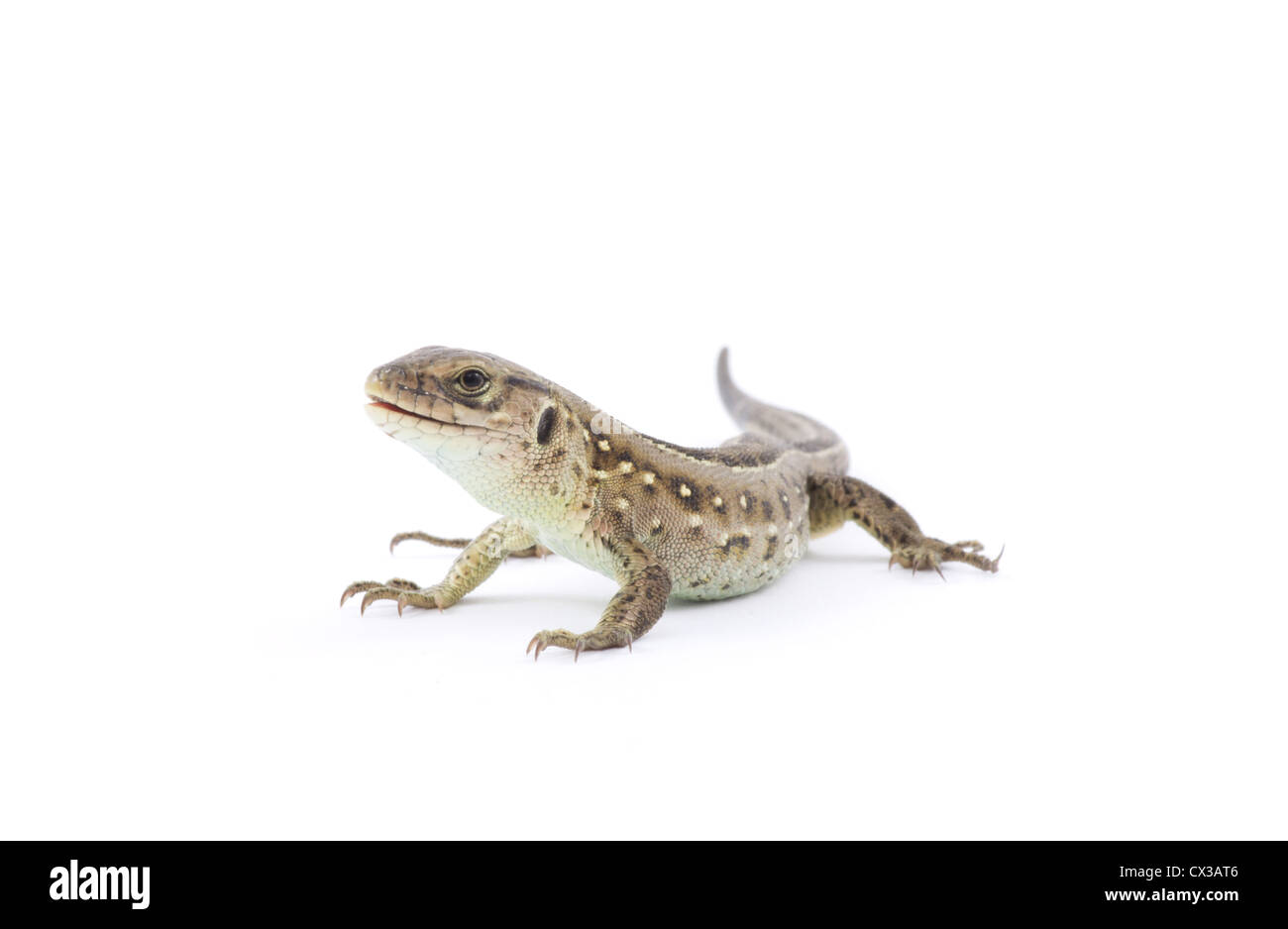 The lizard Cut Out Stock Images & Pictures - Alamy
