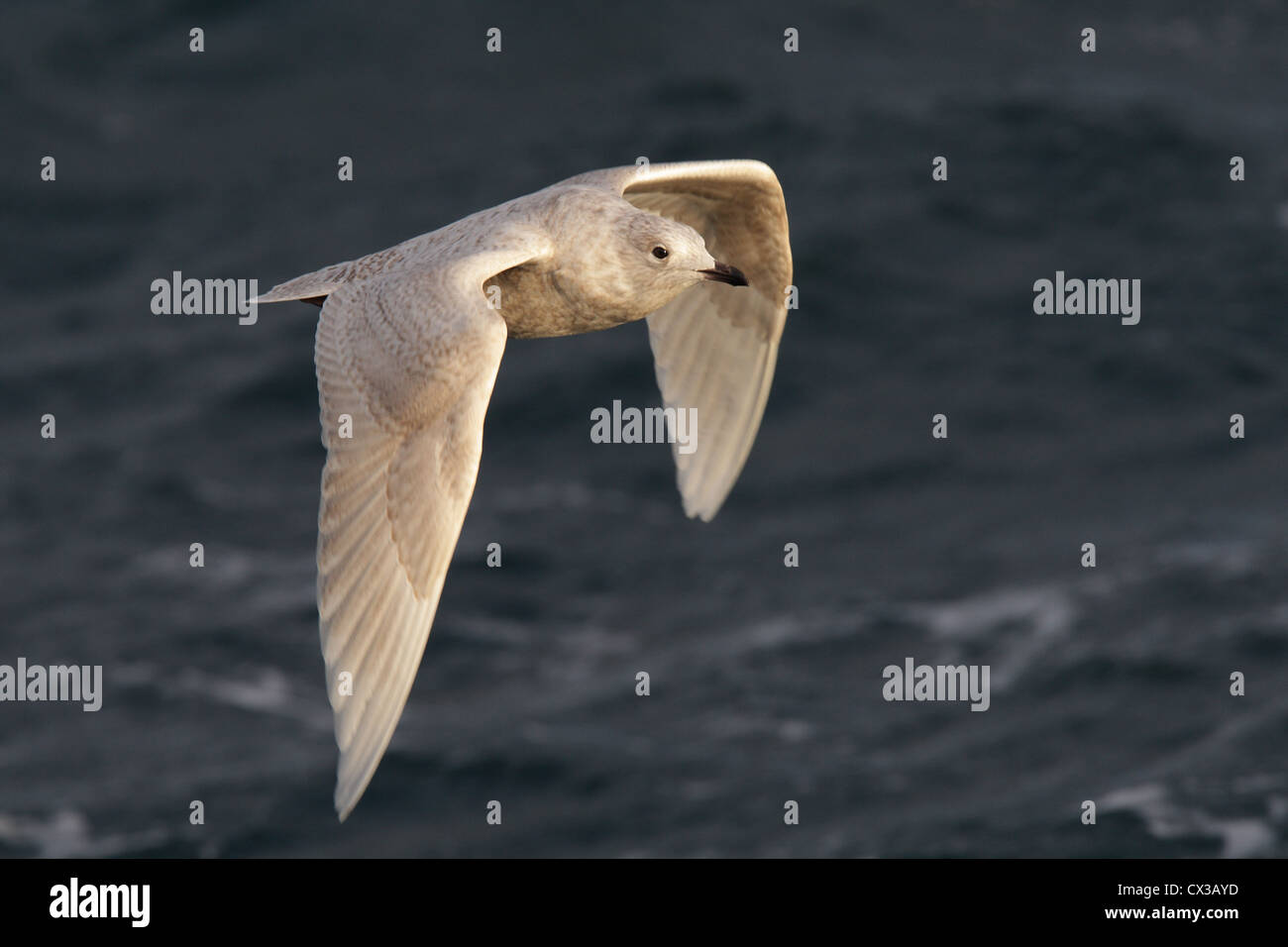First winter Iceland Gull Larus glaucoides, Shetland, Scotland, UK ...