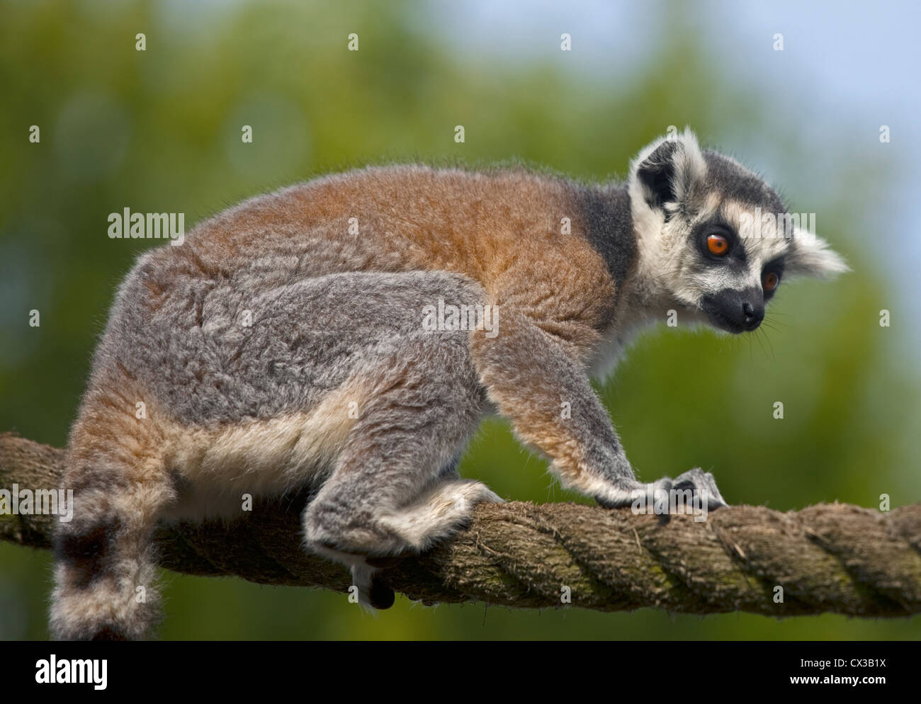 Ring Tailed Lemur (lemur catta) climbing on rope Stock Photo - Alamy