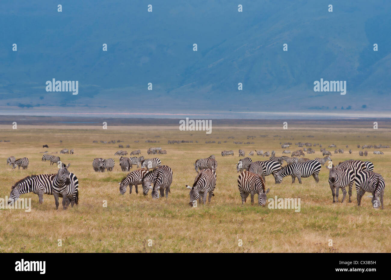 Tanzania Africa Ngorongoro Conservation Area crater with reserve and ...