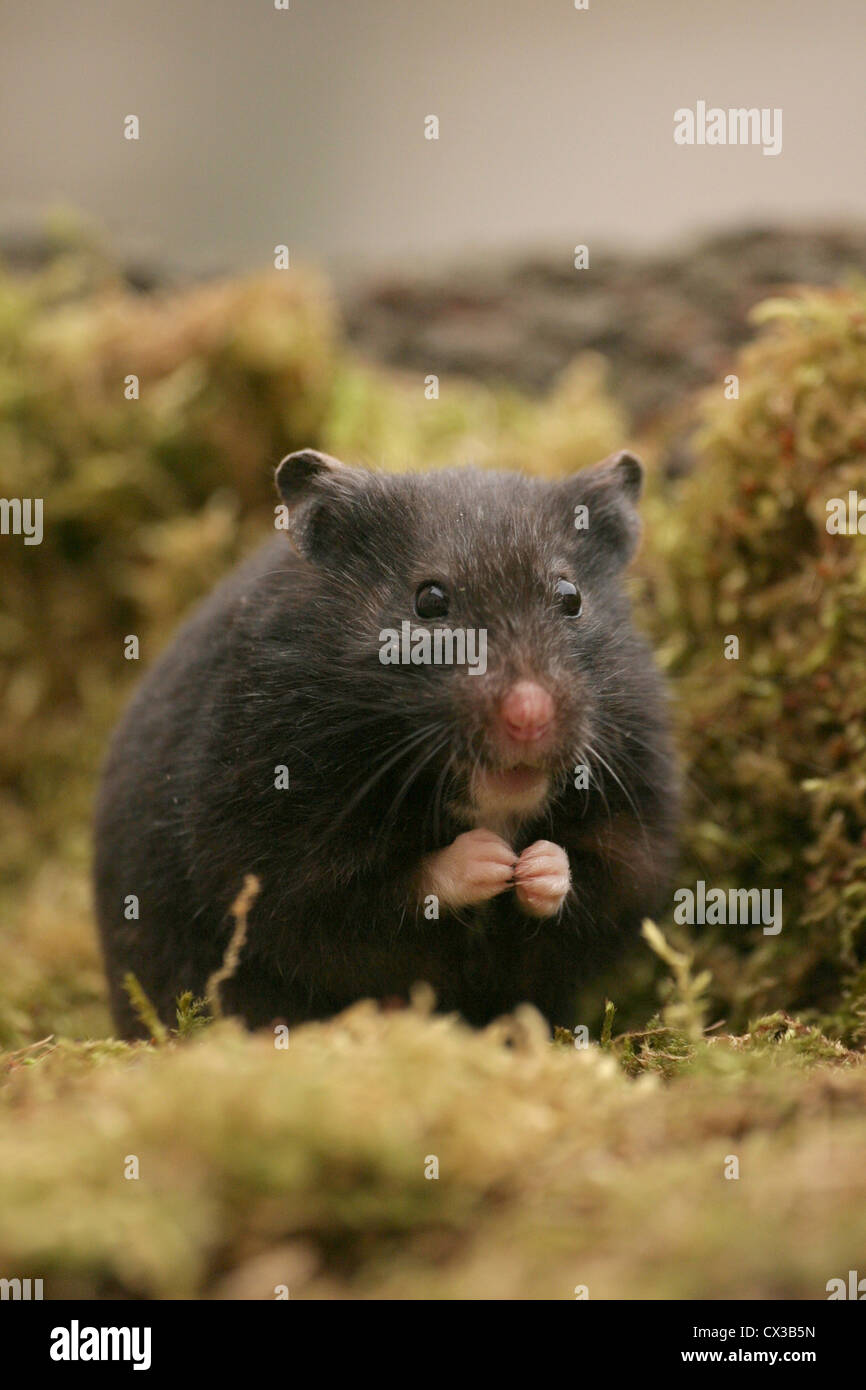 Black hamster hi-res stock photography and images - Alamy
